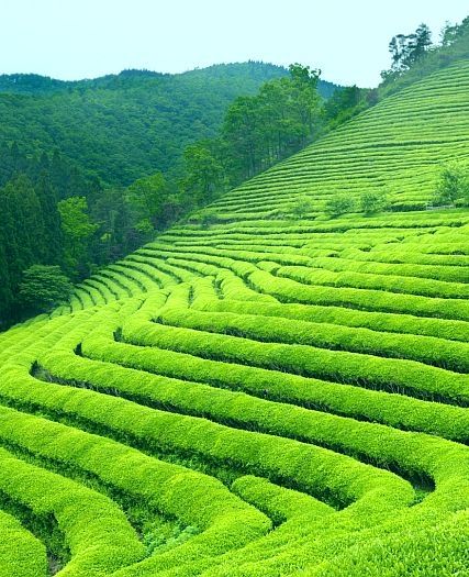 Assam Tour Packages - Itinerary, Trip, Sightseeing - Ghumney Official ...